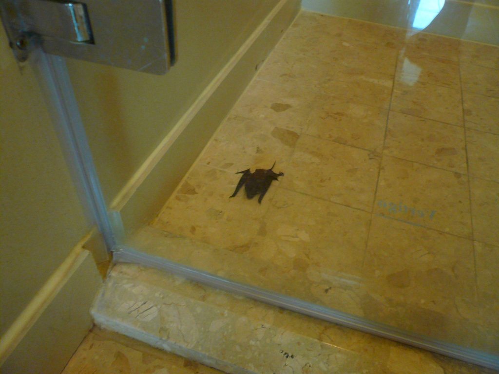 Harriet’s Shower Is Infested With Bats | We Were In Bangkok