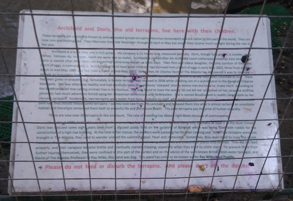 turtle-label | We Were In Bangkok